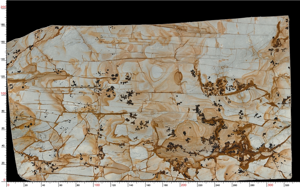Roman Impression Quartzite Slabs - M8804